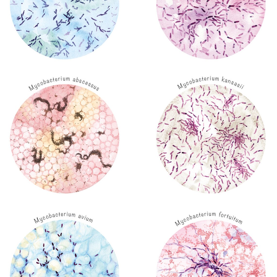 Nontuberculous Mycobacteria Collection Art Print NTM Science | Etsy