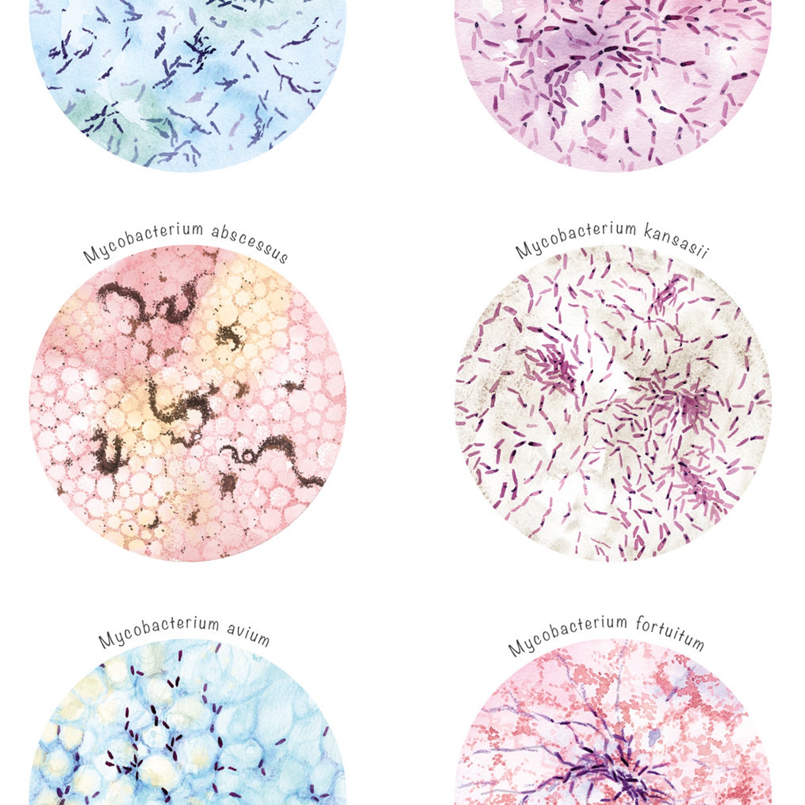 Nontuberculous Mycobacteria Collection Art Print NTM Science | Etsy