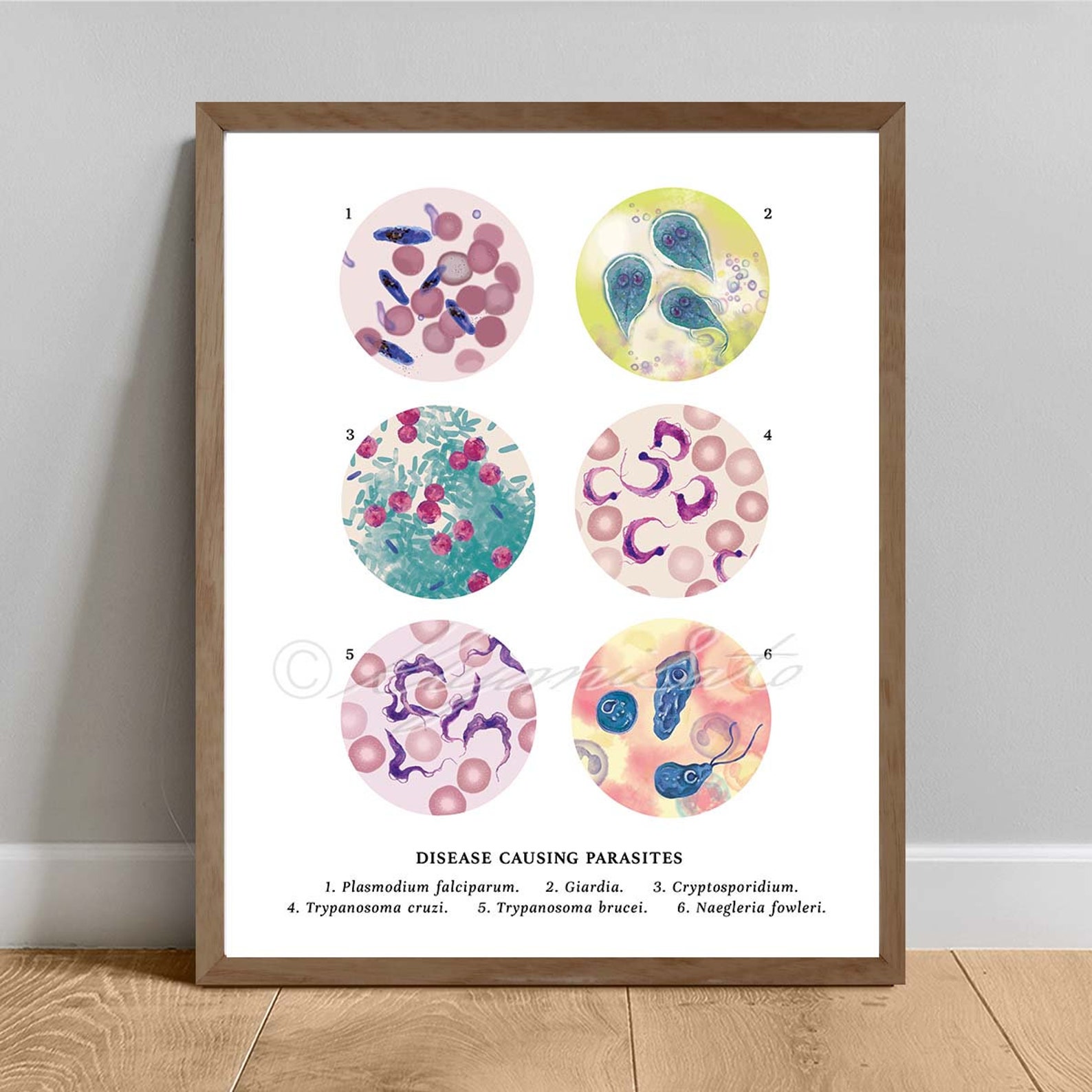Disease Causing Parasite Collection, Old Academia Style Science Art ...