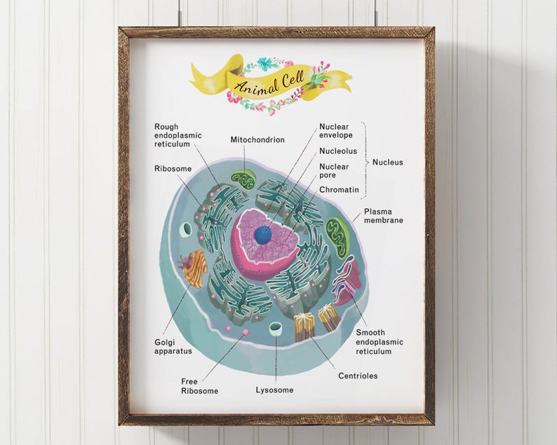 Animal Cell Cross Section Poster Science Art print 8 x 10 | Etsy