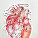 Anatomical Human Heart Vinyl Sticker, Unique Decal - Etsy