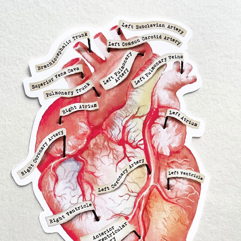 Anatomical Human Heart Vinyl Sticker Unique Decal - Etsy