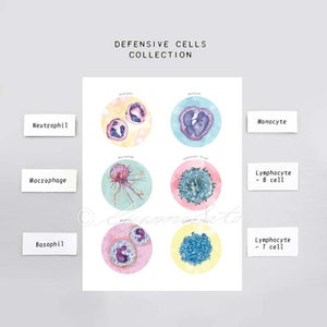 Defensive Cells, Immune System Collection, Microbiology Art Poster ...