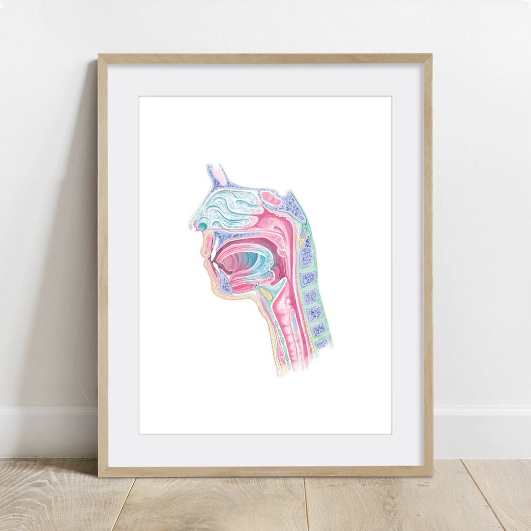 Pharynx Art, Speech Language Pathology Art, Biology Poster, Science Art ...