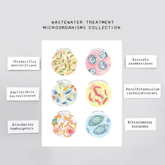 Wastewater Microorganisms