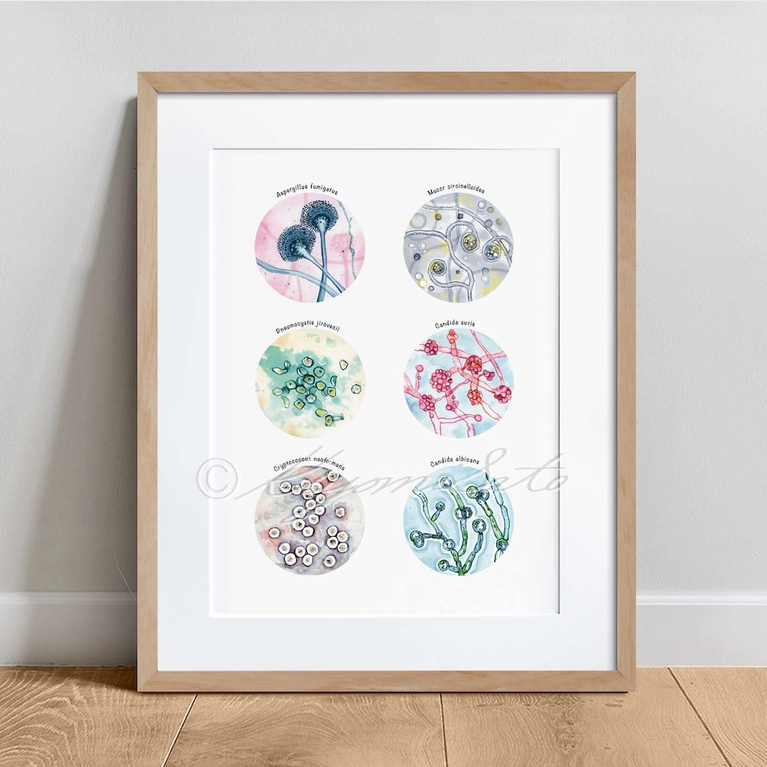 Opportunistic Fungal Infection Agents Collection Art Print, Science ...