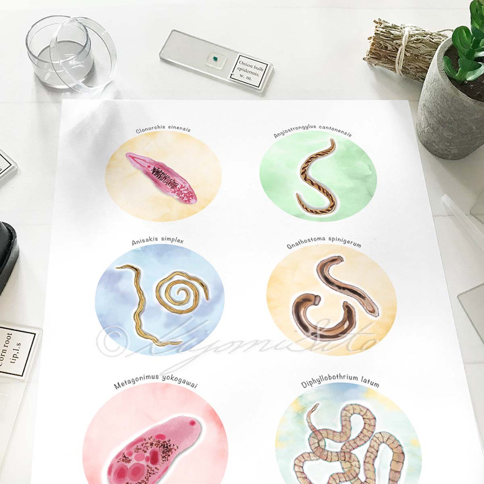 Fish Borne Parasites Collection, Parasite Science Art Print ...