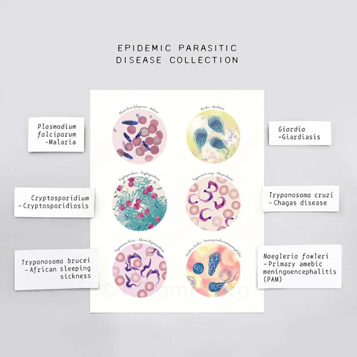 Parasitic Disease Collection Science Art Poster Microbiology - Etsy