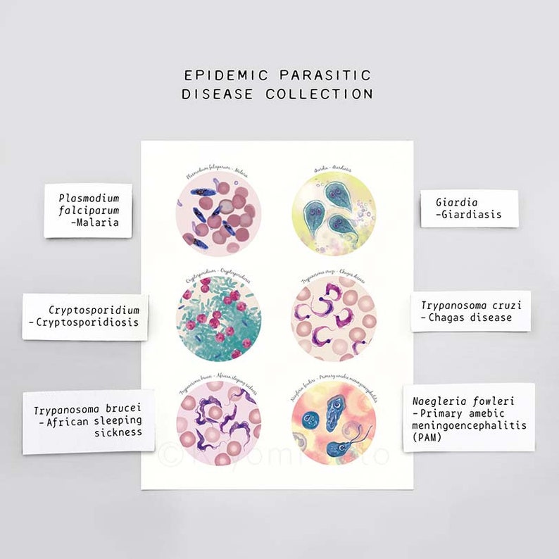 Parasitic Disease Collection, Science Art Poster, Microbiology Print ...