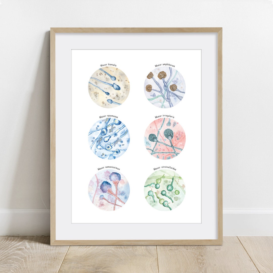 Mucor Species Collection Print, Microbiology Art Print, Science Decor ...