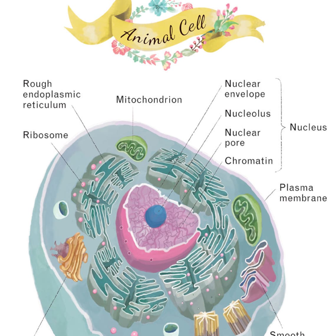 Animal Cell Cross Section Poster Science Art Print 8 X 10 - Etsy