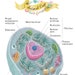 Animal Cell Cross Section Poster, Science Art, Print, Microbiology ...