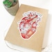 Anatomical Human Heart Vinyl Sticker, Unique Decal - Etsy