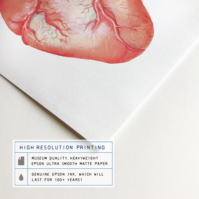 Human Anatomical Heart Poster Science Art Cardiovascular | Etsy