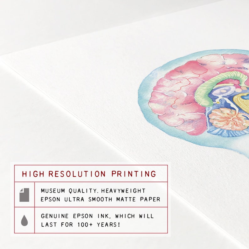 Nervous System Human Brain Science Art Poster Biology - Etsy