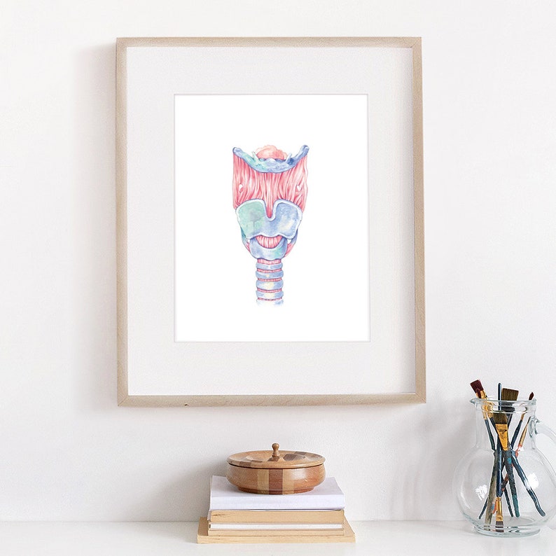 Larynx Anterior View, Speech Language Pathology Art, SLP Biology Poster ...