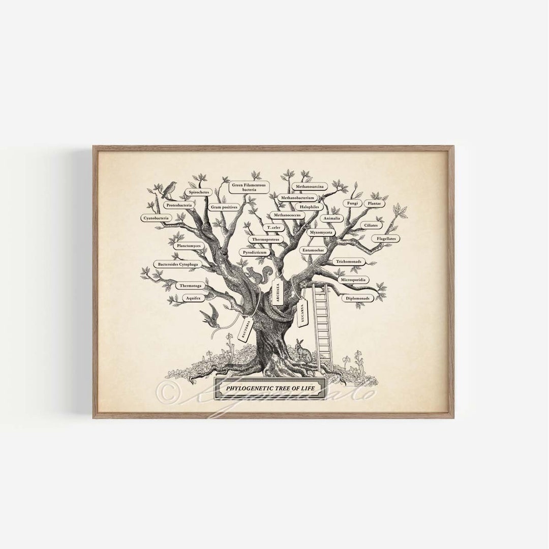 Microbiology Phylogenetic Tree of Life Poster, Microbiology Evolution ...