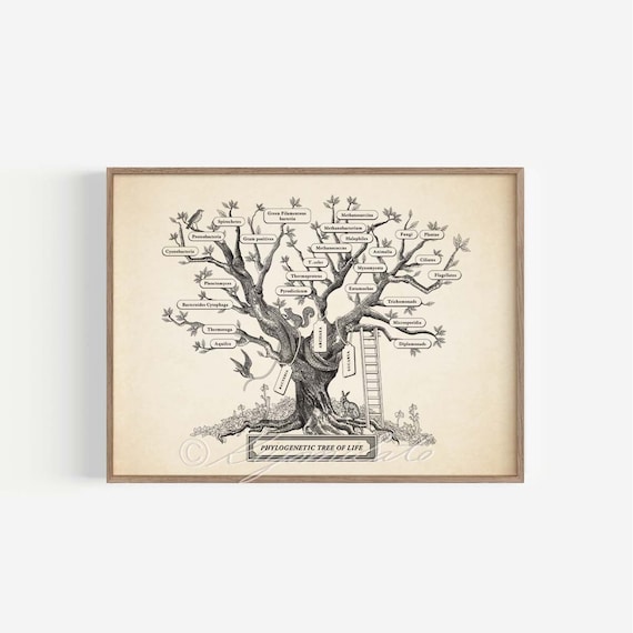 Phylogenetic Tree Of Life Wallpaper