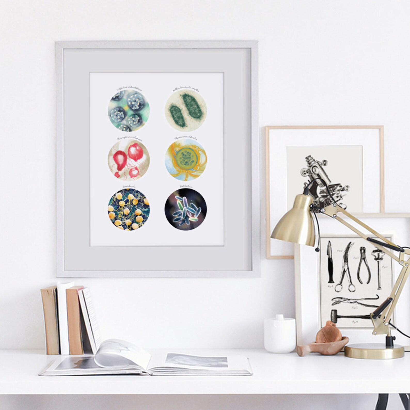 Ancient Bacteria Collection Art, Archaea, Archaebacteria, Science Art ...