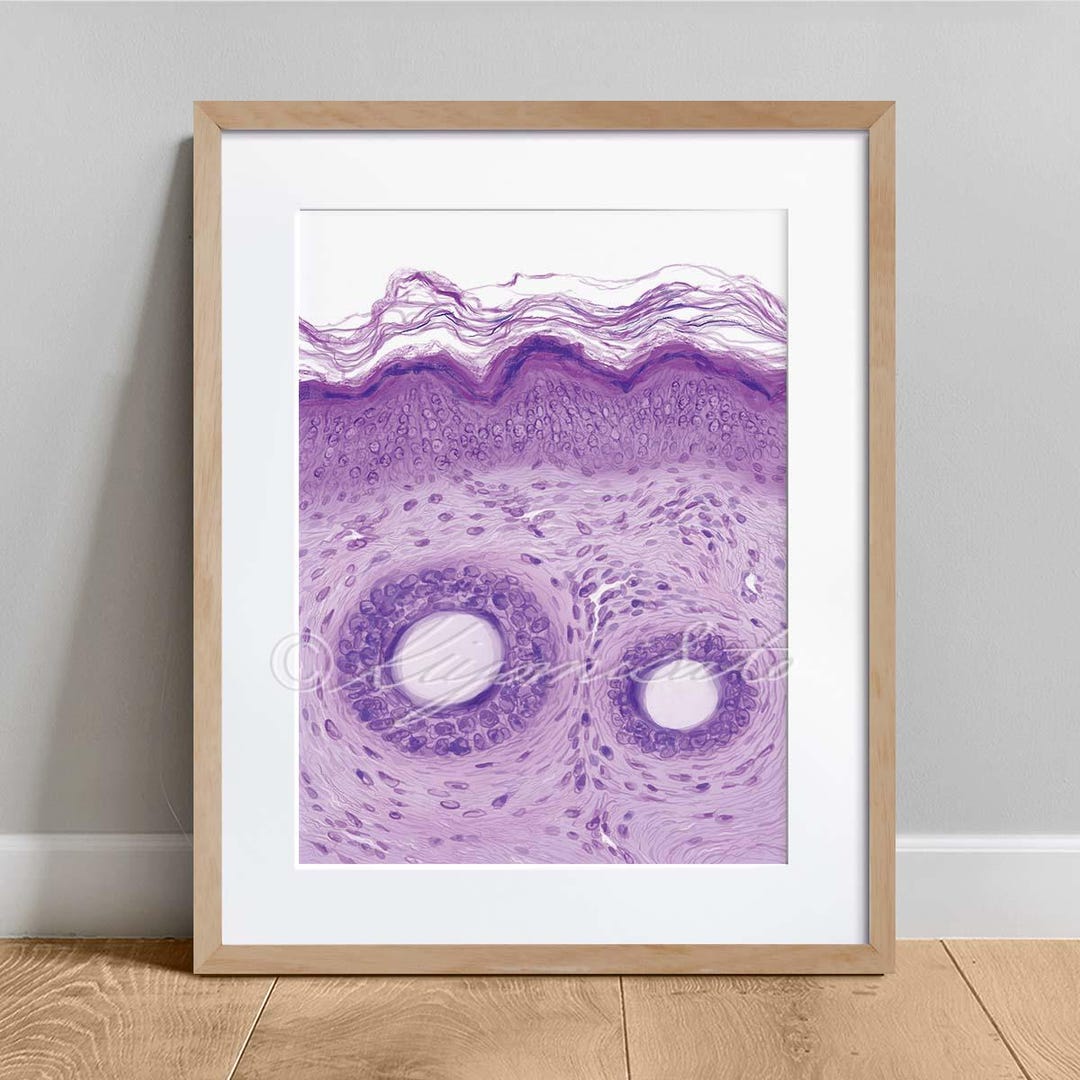 Epidermis and Hair Shaft Histology Art Print, Skin Anatomy Science Art ...