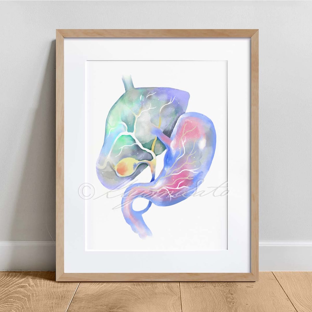 Feline Liver, Biliary Tract Anatomy Art Print, Veterinary Decor, Cat ...