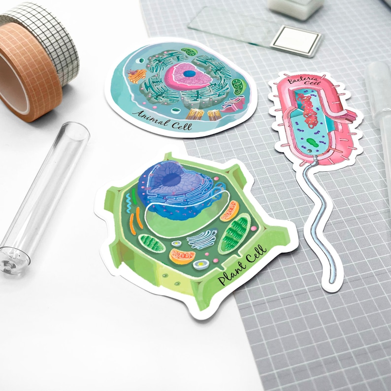 Cell Sticker Set of 3 Animal Cell Bacteria Cell Plant Cell | Etsy