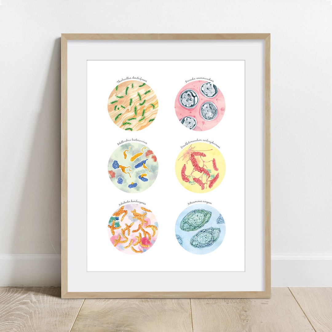 Wastewater Treatment Microorganisms Collection, Poster, Microbiology ...