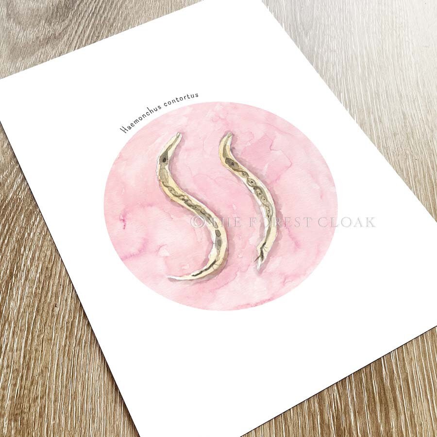 Haemonchus Contortus, Ruminant Parasites Art Print, Science Cow ...