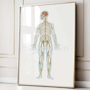 Nervous System Art Poster, Science Art, Biology Watercolor, Human ...