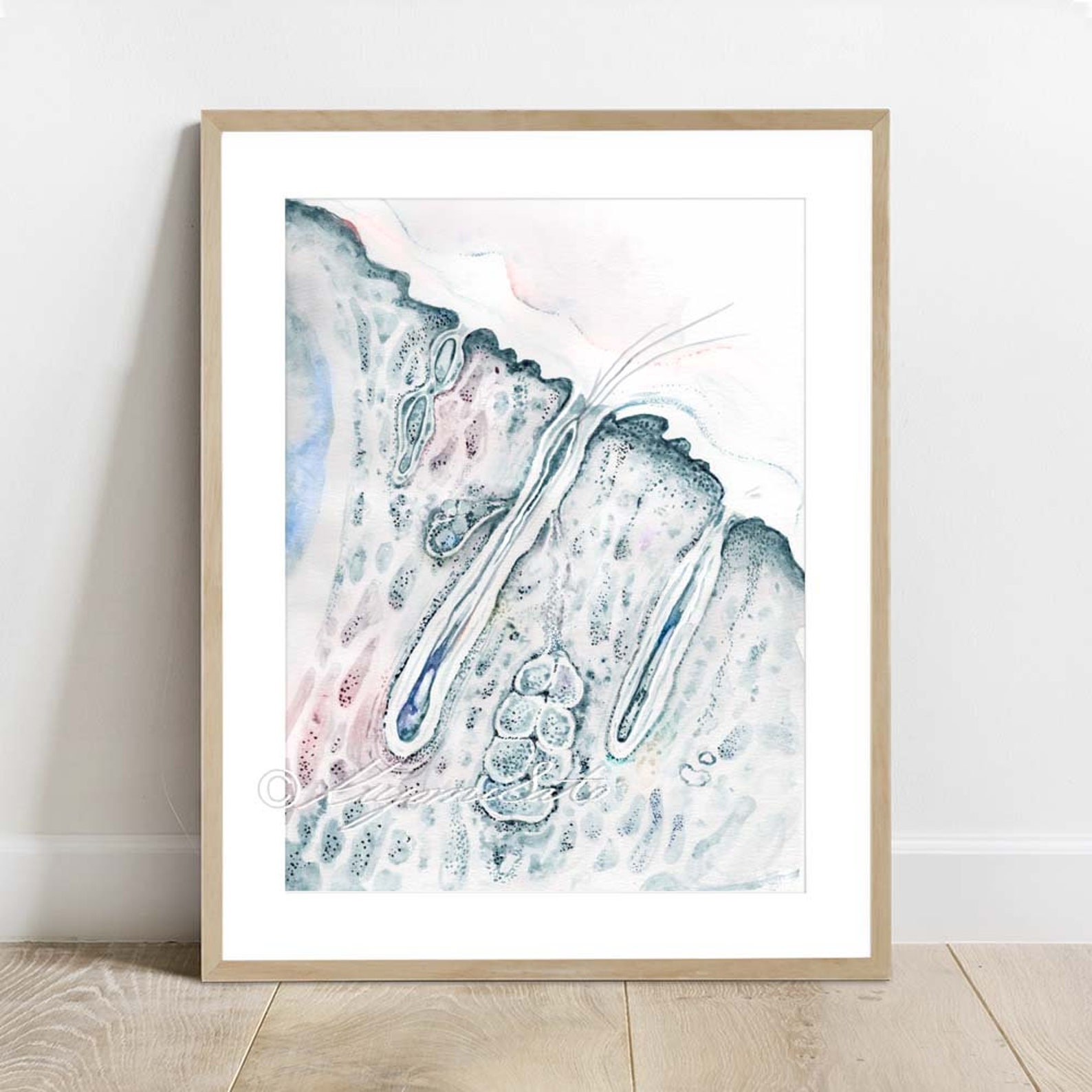 Dog Hair Follicle Histology Art, Veterinary Histology Art, Canine ...