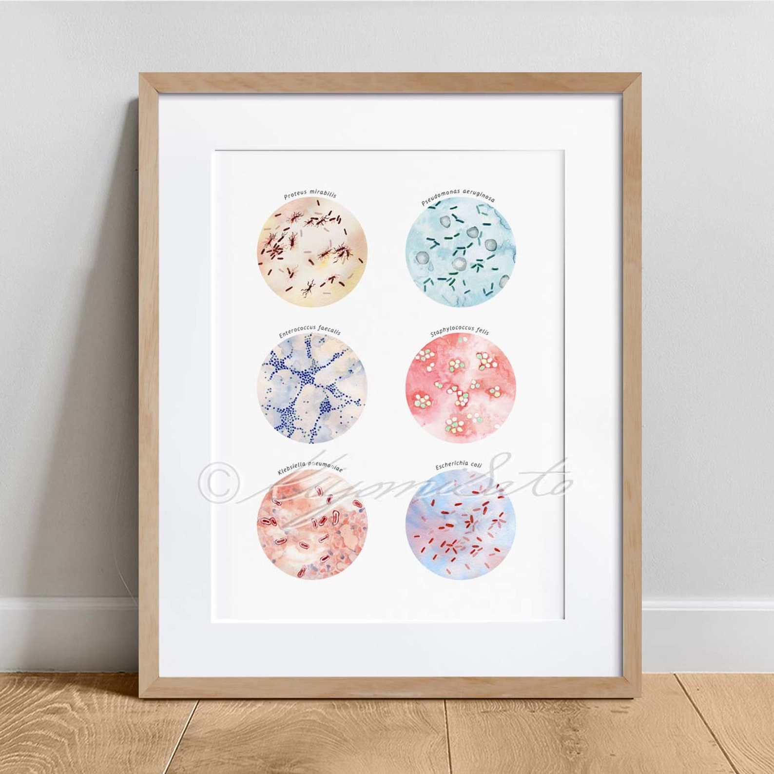 Feline UTI Causing Bacteria Collection Science Art Poster, Bacteria ...