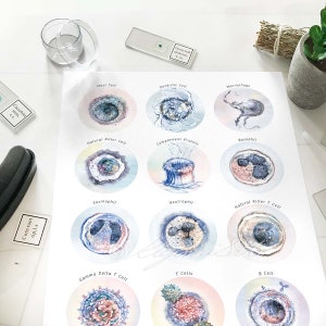 Immune System Collection Art Print, Immunology Poster White Blood Cell ...