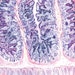 Jejunum Histology Art, Watercolor Histology Art Poster, Small Intestine ...