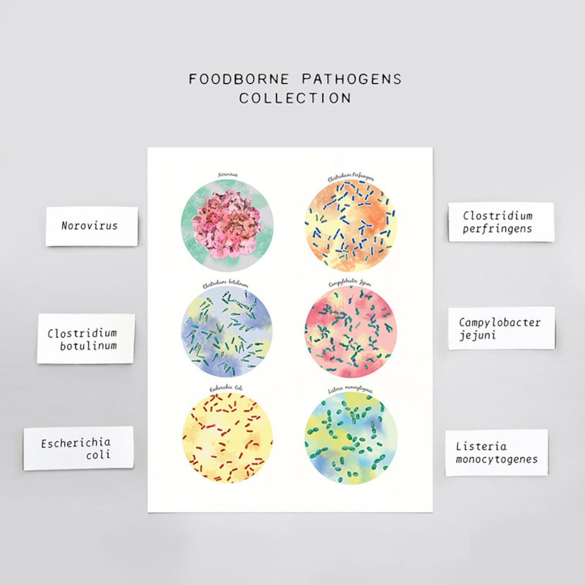 Foodborne Pathogens Collection Poster Bacteria Science Art - Etsy