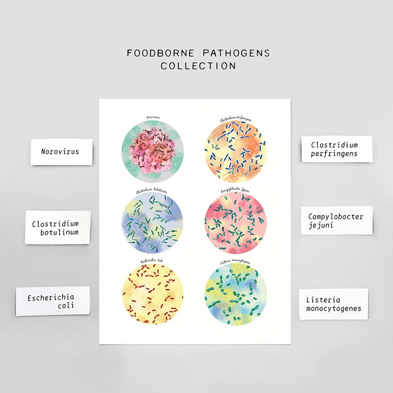 Foodborne Pathogens Collection Poster Bacteria Science Art - Etsy UK