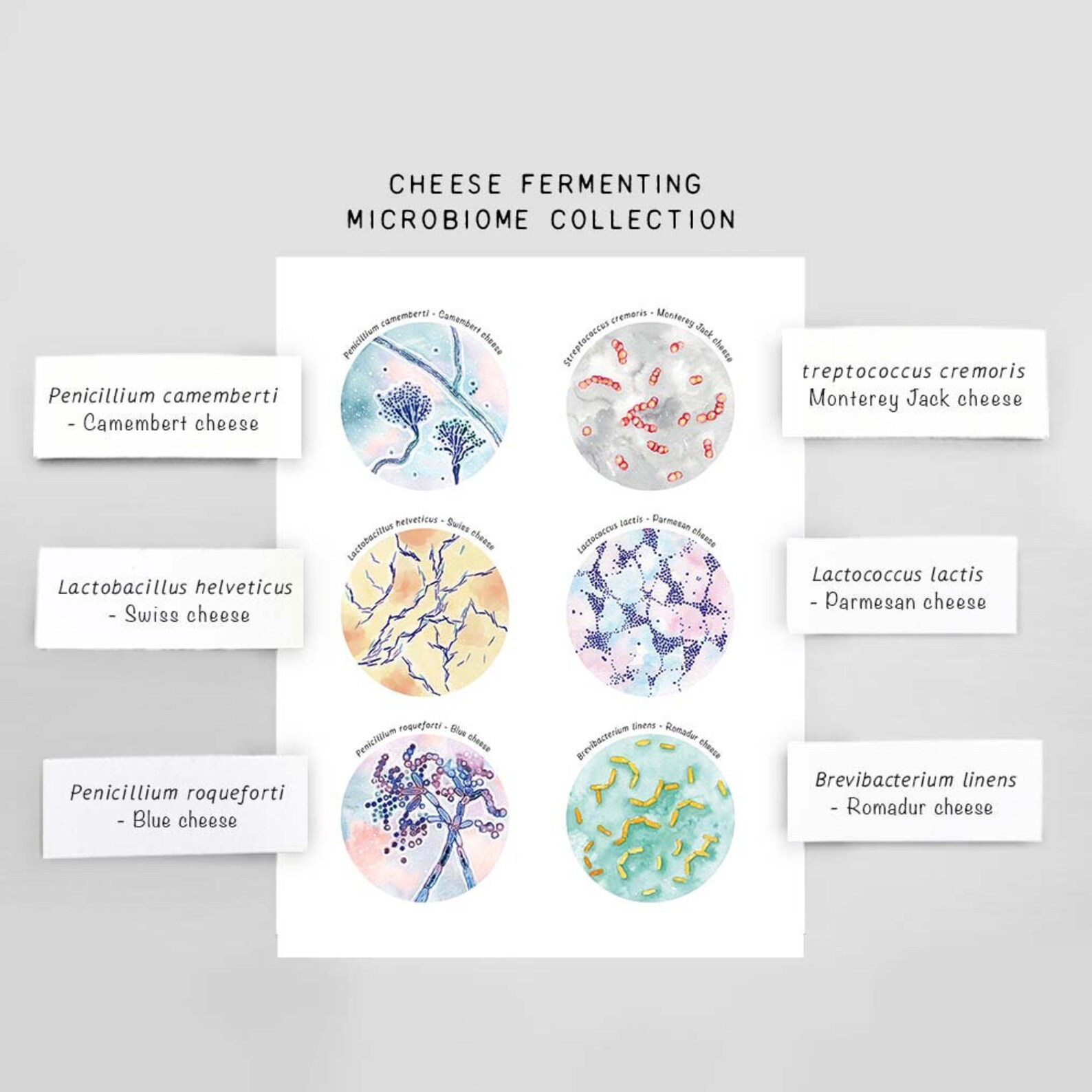 Food Microbiology Art for Kitchen 4 Poster Set, Microbe Science Art ...