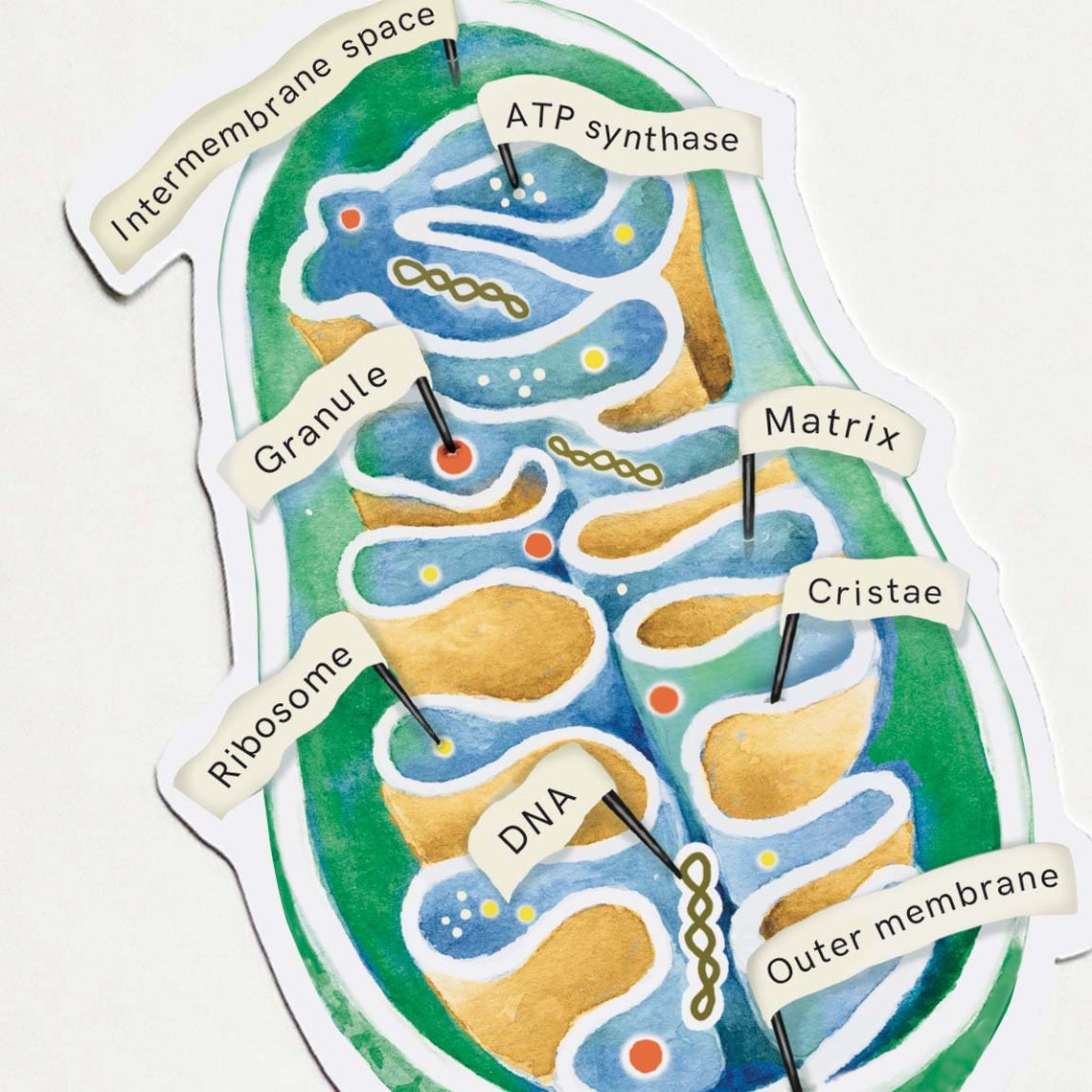 Mitochondria Vinyl Sticker Unique Decal - Etsy