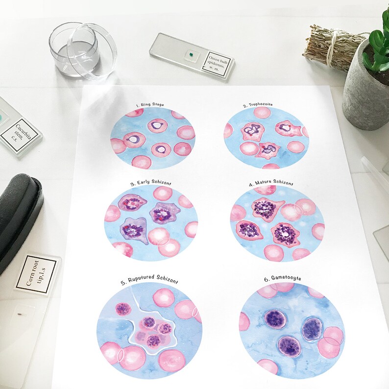 Plasmodium Vivax Morphology, Science Art Print, Malaria Causing ...