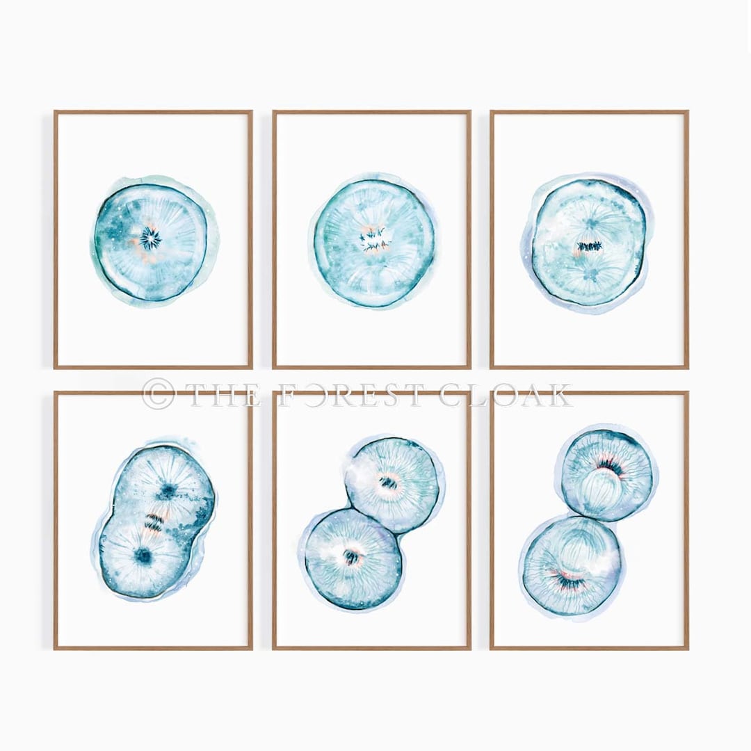 Mitosis 6 Print Set, Biology Art Poster, Science Art Gift, Microbiology ...