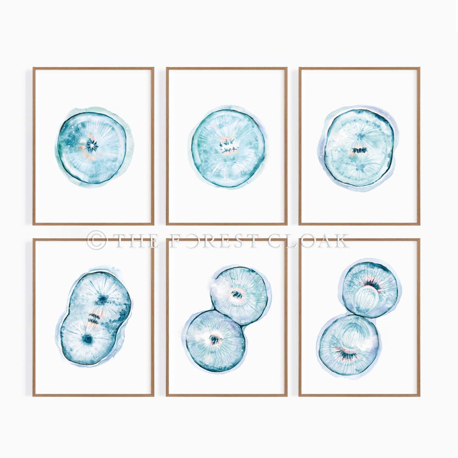 Mitosis 6 Print Set Biology Art Poster Science Art Gift - Etsy
