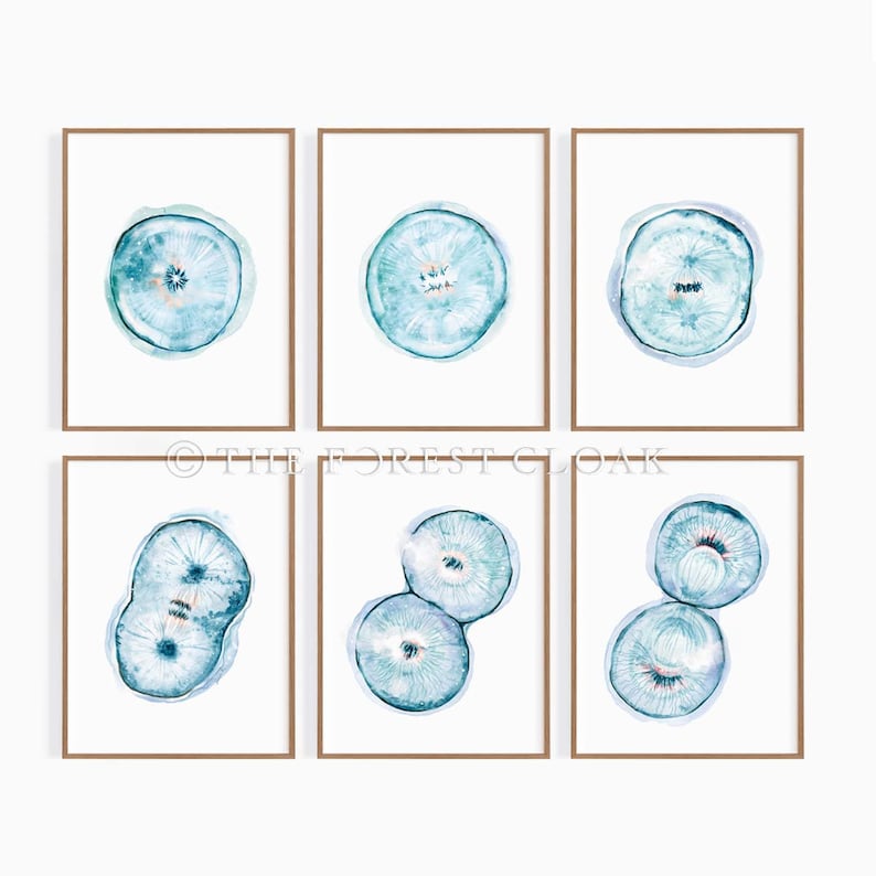 Mitosis 6 Print Set Biology Art Poster Science Art Gift | Etsy