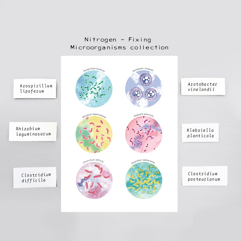Nitrogen Fixing Microorganisms Collection, Science Art Print ...