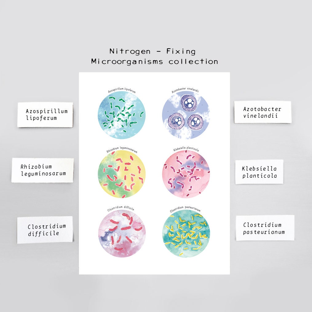 Nitrogen Fixing Microorganisms Collection, Science Art Print ...