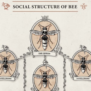 Social Structure of Bee, Melittology Art Poster, Bee Family Chart Print ...