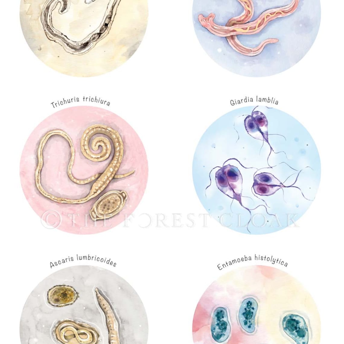 Intestinal Parasite Collection, Science Art Poster, Microbiology Print ...