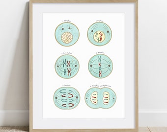 Cell Cycle Poster - Etsy