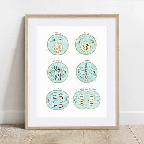 Mitosis Phases Cell Cycle Art Microbiology Poster Science - Etsy