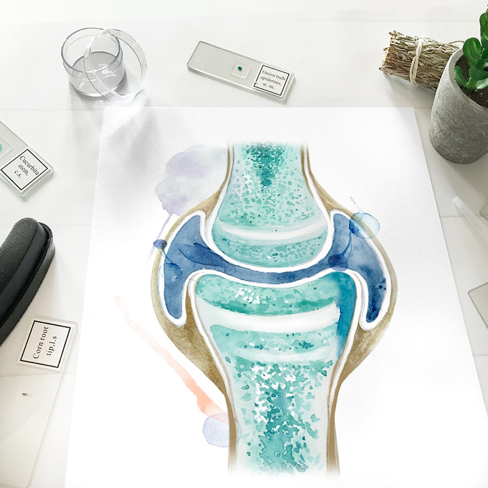 Joint Bone, Synovial Joint, Science Art Poster, Biology, Anatomy Print ...