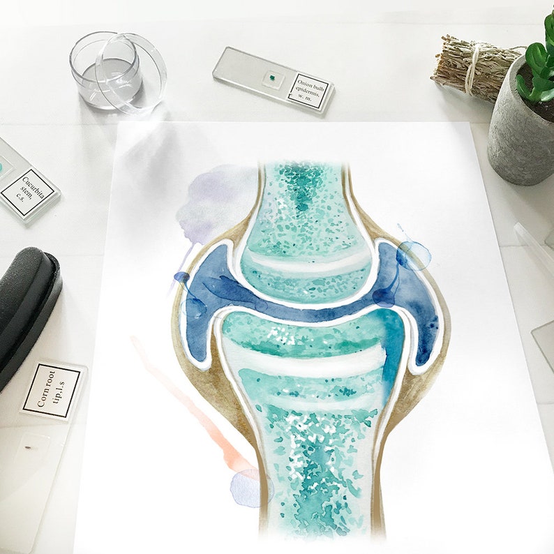 Joint Bone Synovial Joint Science Art Poster Biology - Etsy