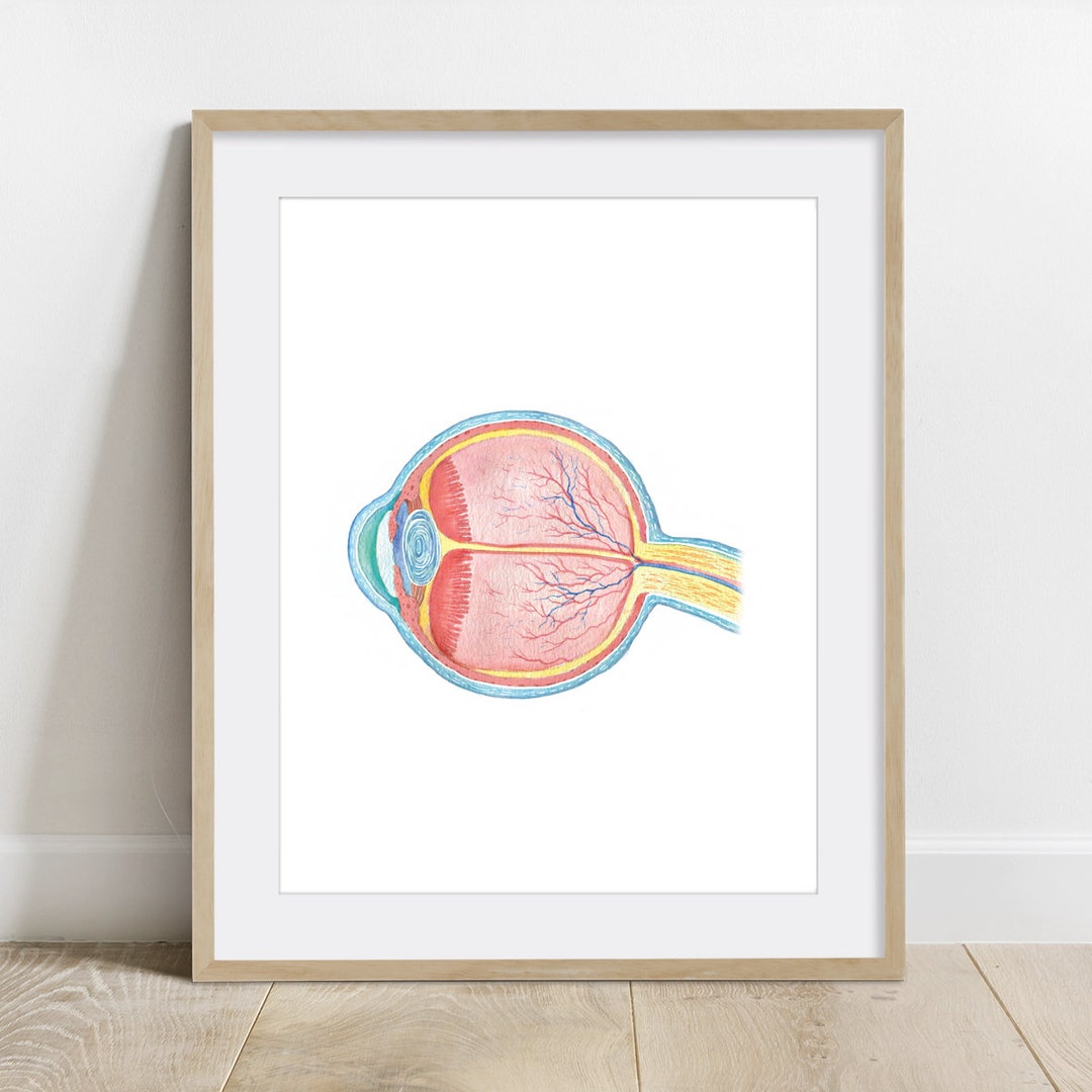 Eye Anatomy, Biology Poster, Science Art Print, Ophthalmology Wall ...